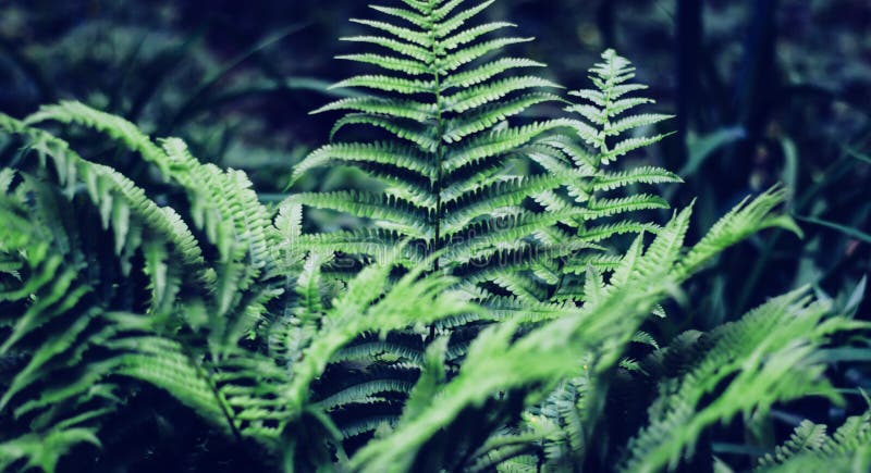 Fern Leaves. Mysterious Green Forest Plants. Interesting Form Stock ...