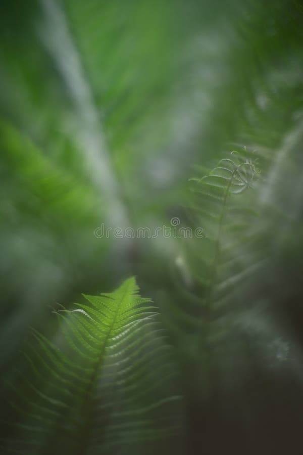 Fern Leaves in a Mythical Light Stock Image - Image of green, closeup ...