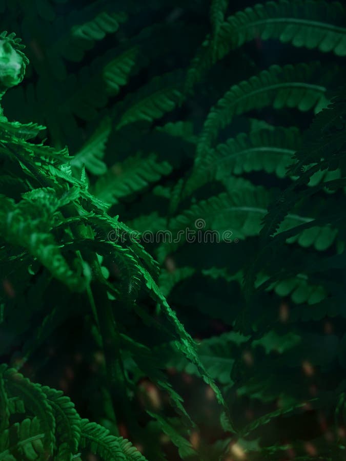 Fern. Fern Leaves. Fern at Night. Mystical Plant. Mystical Fern Stock ...
