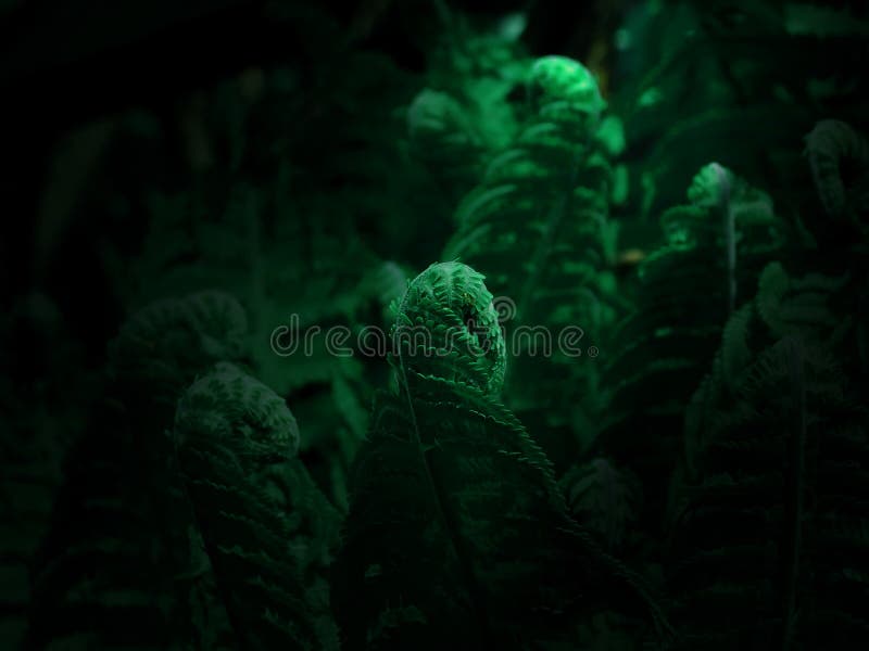 Fern. Fern Leaves. Fern at Night. Mystical Plant. Mystical Fern Stock ...