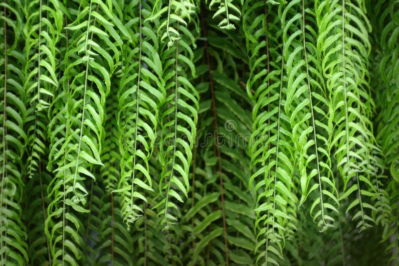 Fern Leaves Plant Pattern for Nature Background. Stock Photo - Image of ...