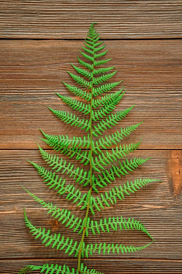 Fern Leaves on a Rustic Table, Natural Background Image. Stock Image ...