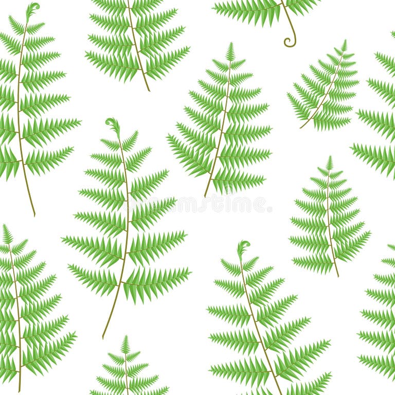 Curved Fern Stock Illustrations – 172 Curved Fern Stock Illustrations ...
