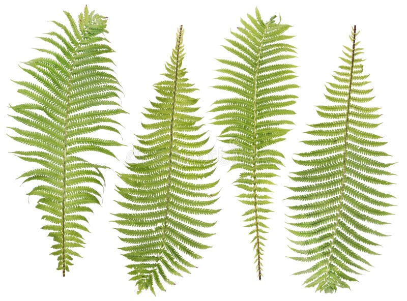 Fern real bush isolated stock image. Image of yellow - 26384209