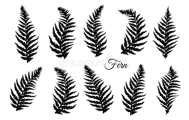 Fern Leaves Set. Fern Design Collection. Vector Illustration Stock ...