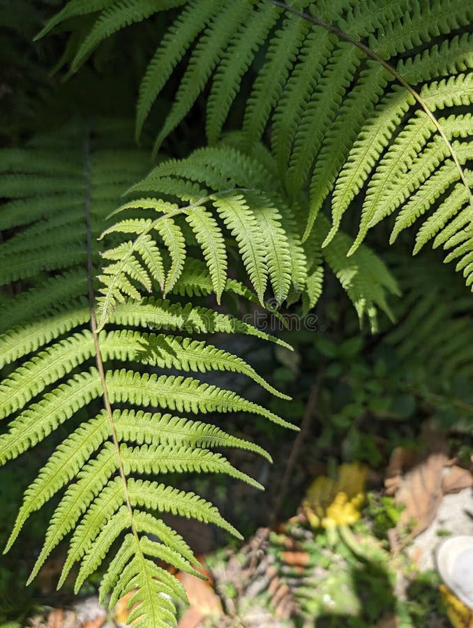Fern Leaves and Shadows stock image. Image of tree, leaf - 317962243