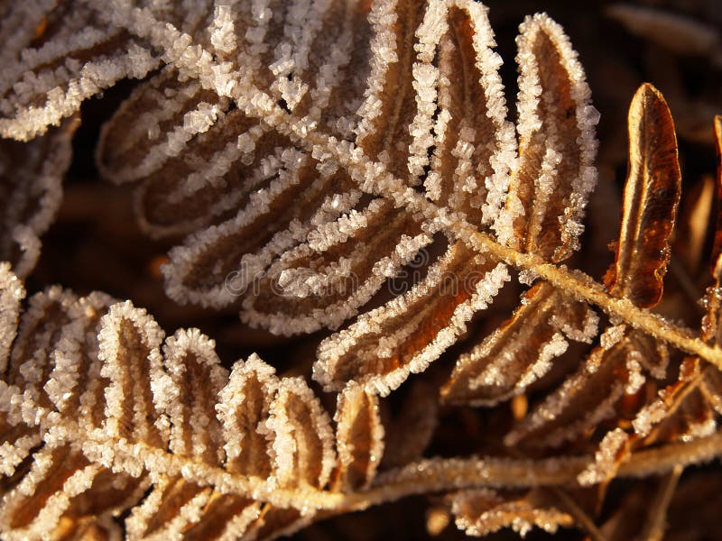 Fern leaves in snow stock photo. Image of frost, frosty - 7638136