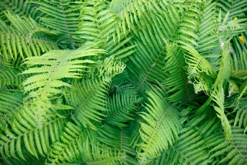 Fern Leaves. Solid Background of Green Fern. Texture of Tropical Plants ...