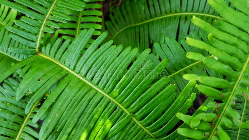 Fern Leaves Stack Up Each Other Stock Image - Image of jungle, plant ...