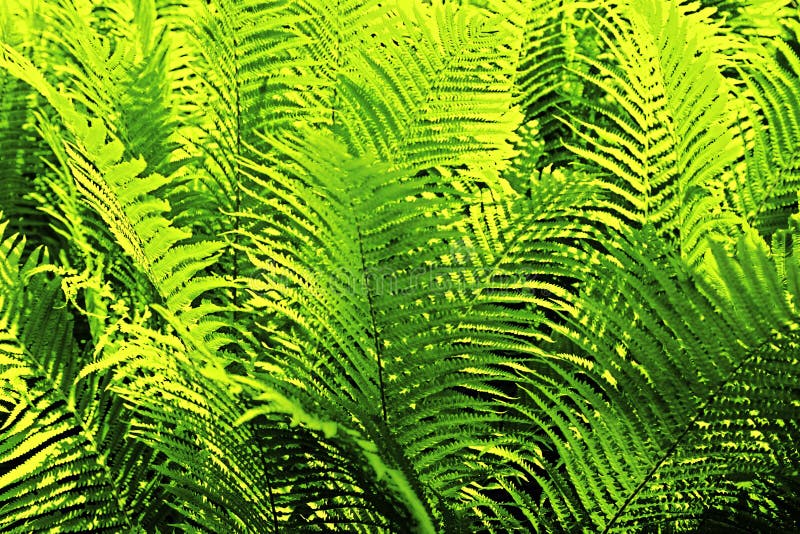 Fern leaves structure stock image. Image of life, biology - 15014191