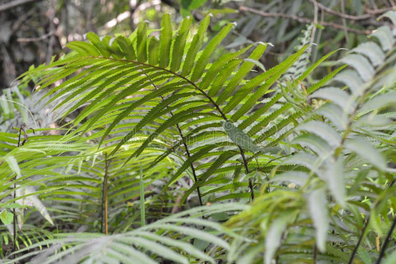 Fern Leaves Thrive Under the Trees Stock Image - Image of feed, green ...