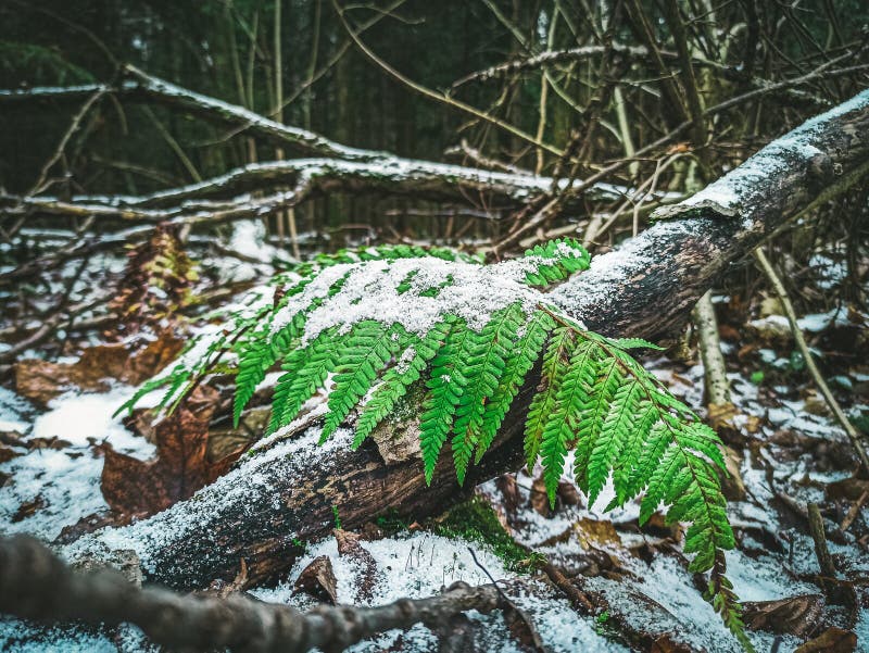 Fern leaves under the snow stock image. Image of freeze - 202204303