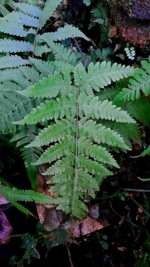 Fern Leaves Vines on the Wall of the House Stock Image - Image of vines ...