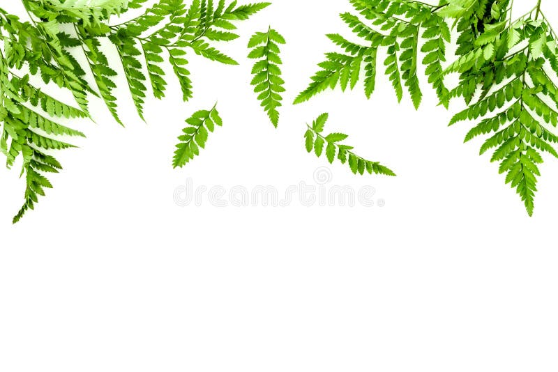 Fern Border, White Background Stock Image - Image of fractal, plant ...
