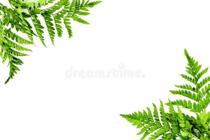 Fern Leaves on White Background Top View Border Copy Space. Spring ...
