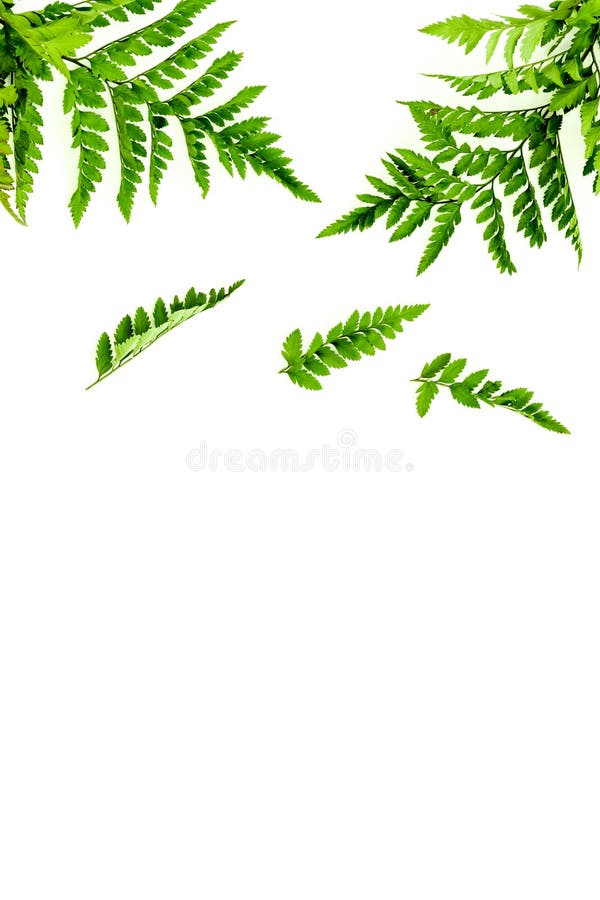 Fern Leaves on White Background Top View Border Space for Text. Spring ...