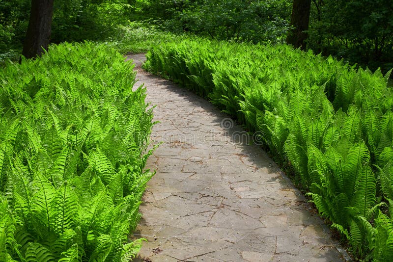 Fern-lined Park Path stock photo. Image of beauty, nature - 314586222