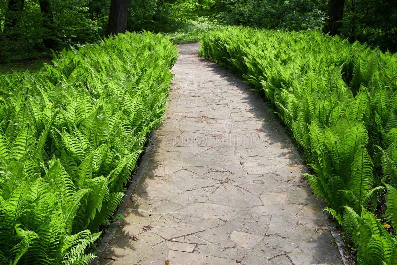 Fern-lined Park Path stock photo. Image of nature, path - 355659406