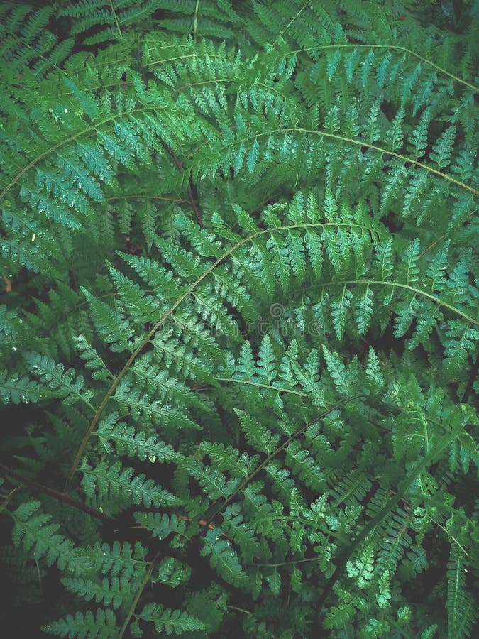 A Fern that Lives in Moist Fields in the Rainy Season Stock Photo ...