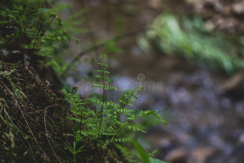 Fern on a log stock image. Image of tree, leaf, autumn - 247863309