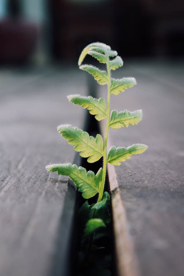 Klitsgras Stock Photos - Free & Royalty-Free Stock Photos from Dreamstime