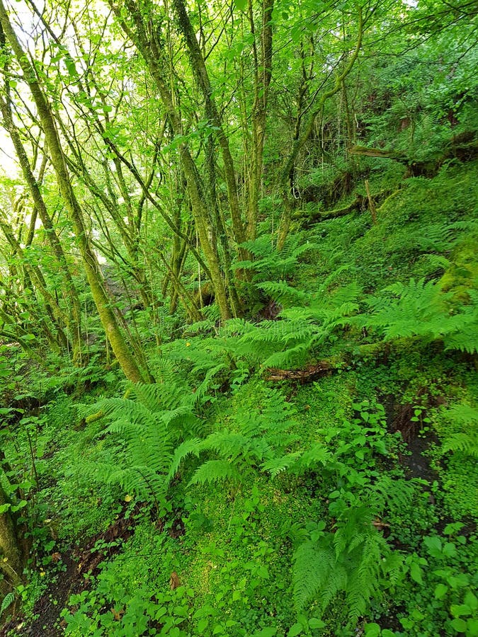 Fern stock photo. Image of ring, fern, nature, green - 117829192