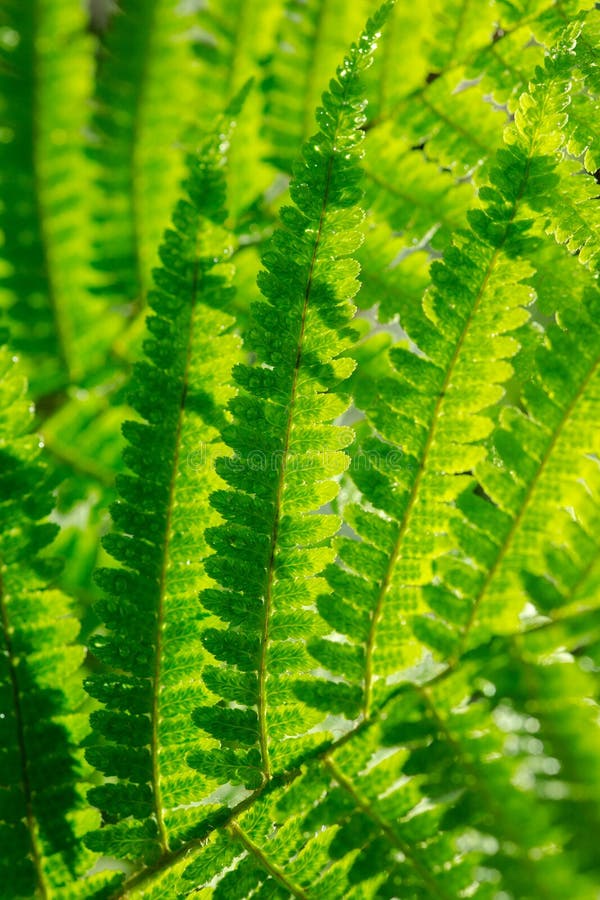 Fern Macro image stock. Image du branchement, jardin - 101390713