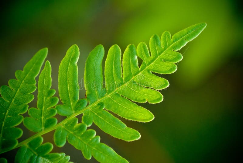 Fern macro stock image. Image of summer, plant, close - 9060837