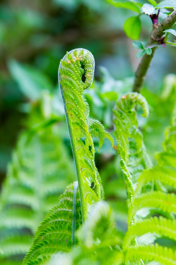 Fern macro stock photo. Image of branch, macro, light - 97890264