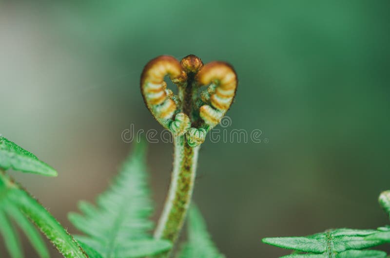 Fern. Macro Photograph of a Fern Shoot in Spring. Concept of Wild Flora ...