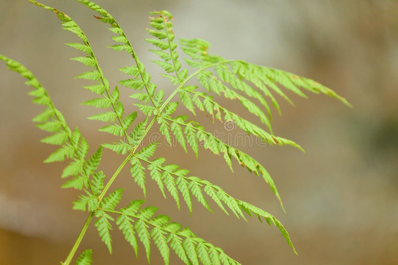 A fern stock photo. Image of green, calm, torrent, view - 49347610