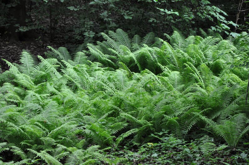 Beautiful Fern (marattiaceae) in the Shadow of Large Tree Stock Photo ...