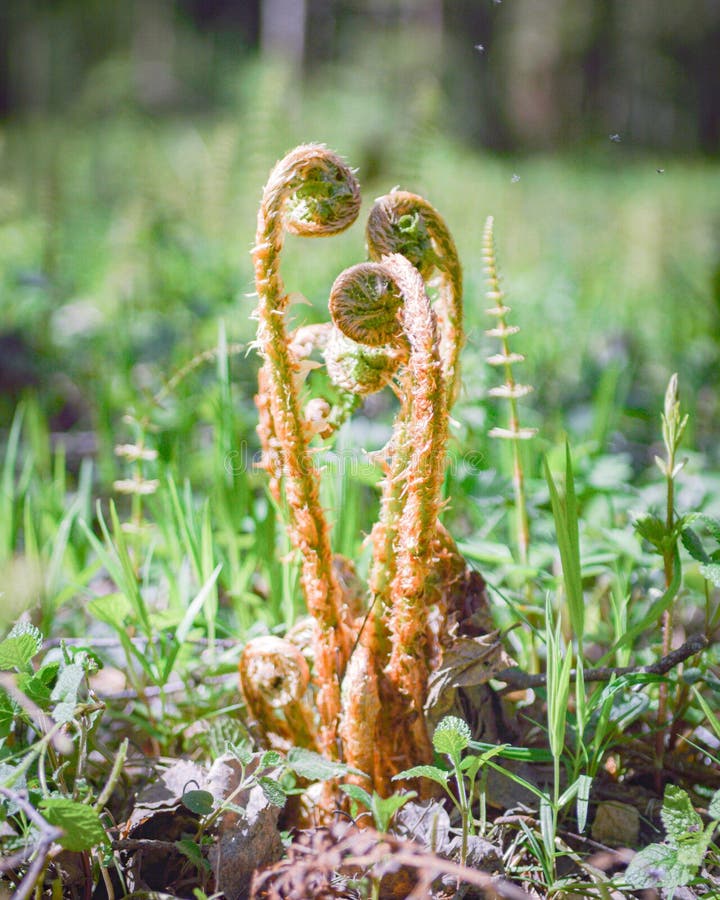 The Fern in the Meadow in the Morning Stock Image - Image of emerging ...