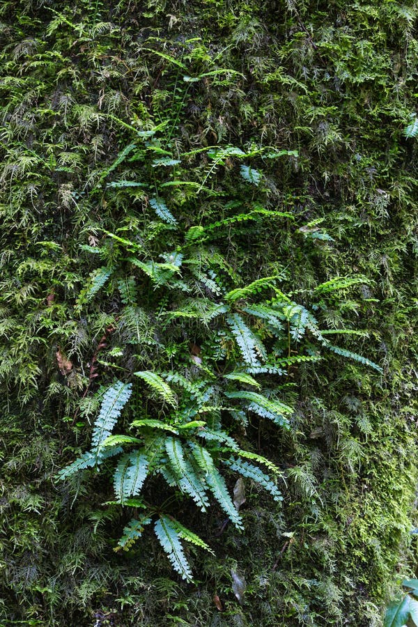 Fern and Moss Covered Tree Trunk Stock Photo - Image of debengeni ... Fern and Moss Covered Tree Trunk Stock Photo - Image of debengeni ...