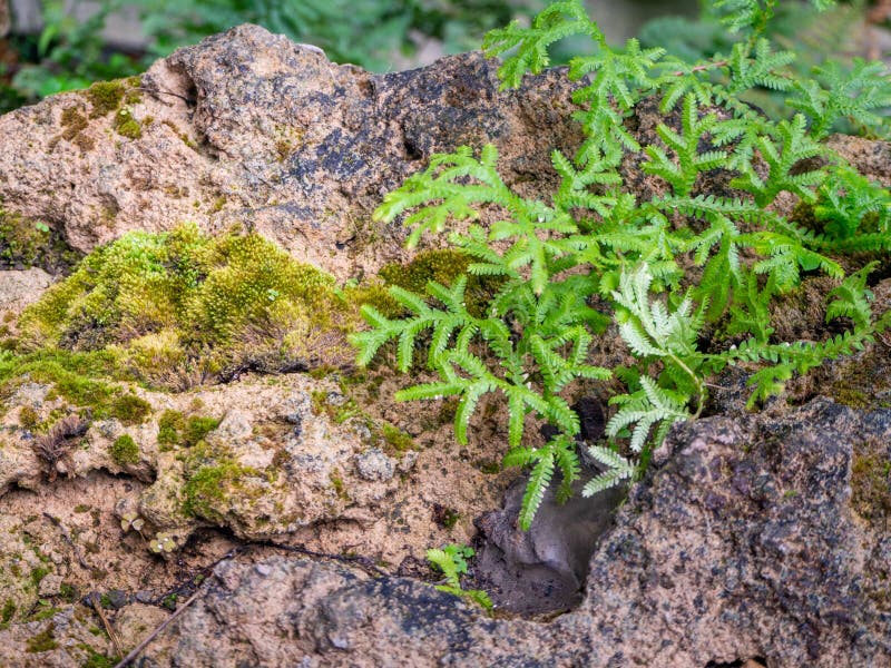 Fern and Moss and Little Plant Growing on Rock Stock Image - Image of ...