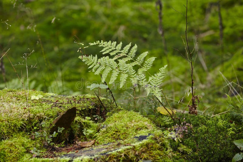 Fern and a mossy stub stock image. Image of woods, forest - 46881383