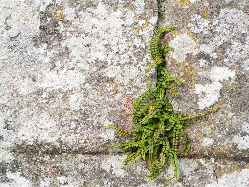 Fern na parede imagem de stock. Imagem de fittest, abertura - 7744097