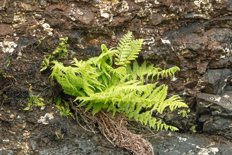 Unfurling Fern fiddlehead stock photo. Image of cloud - 26541112