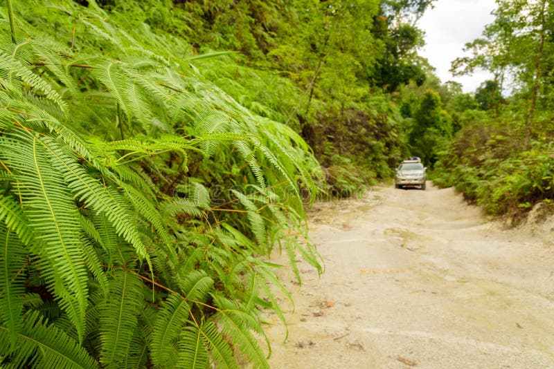 Fern beside off-road path stock image. Image of grass - 55509589