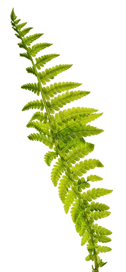 Fern stock image. Image of design, color, beautiful, botany - 96497611