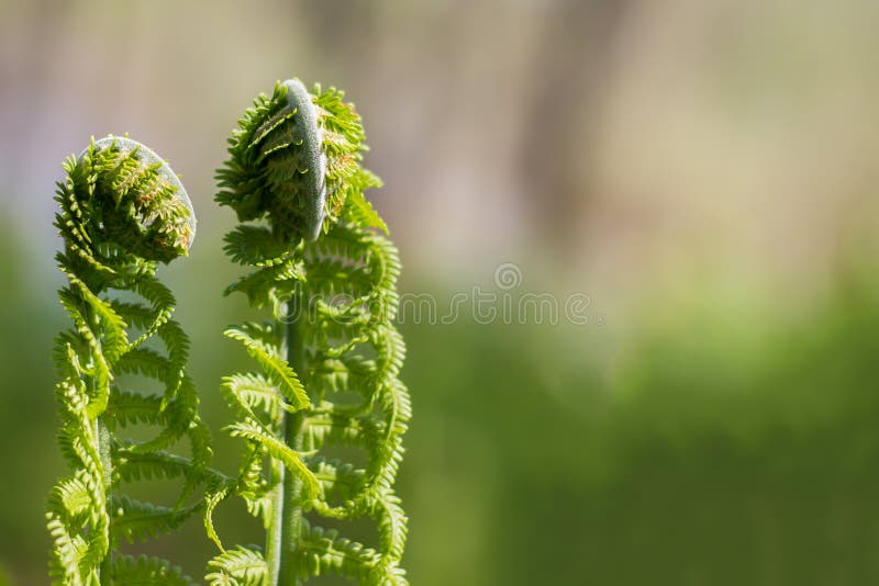Fern opening in the forest stock photo. Image of macro - 92569666