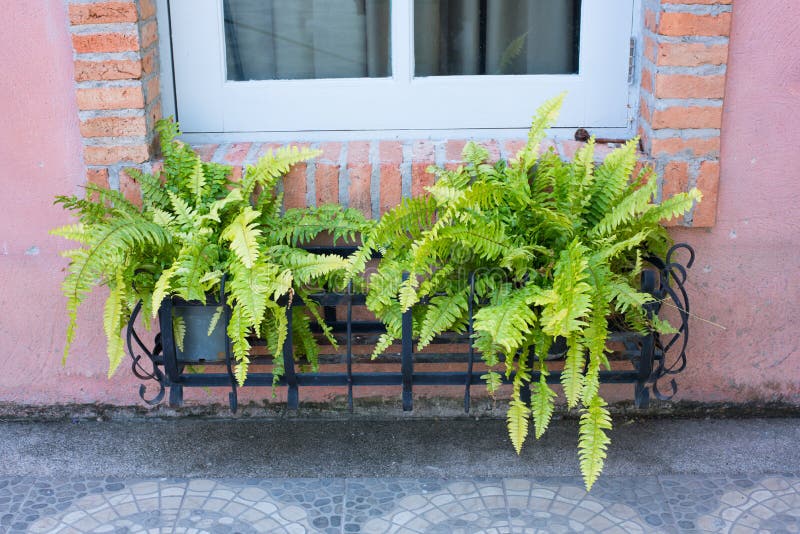Fern outside windows stock image. Image of color, home - 89258943