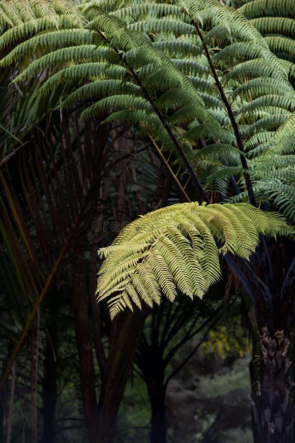Fern Palms stock photo. Image of garden, photographer - 77224296