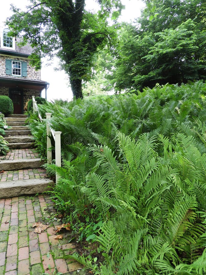Fern Pathway Border Leading To Colonial Stone Mansion Stock Image ...