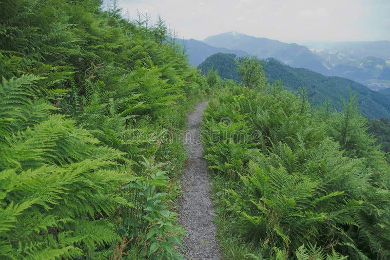 Fern Path in Infrared stock photo. Image of leaves, tree - 261110