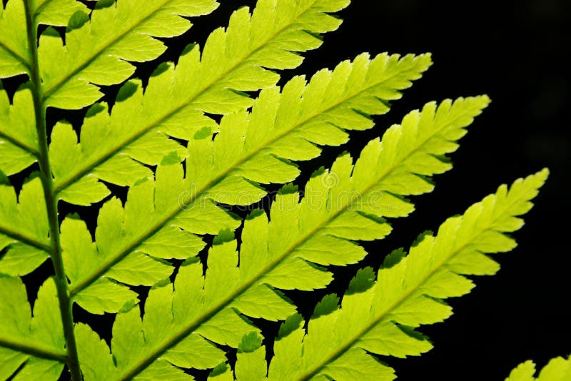 Fern pattern stock photo. Image of purity, leaf, light - 3111130