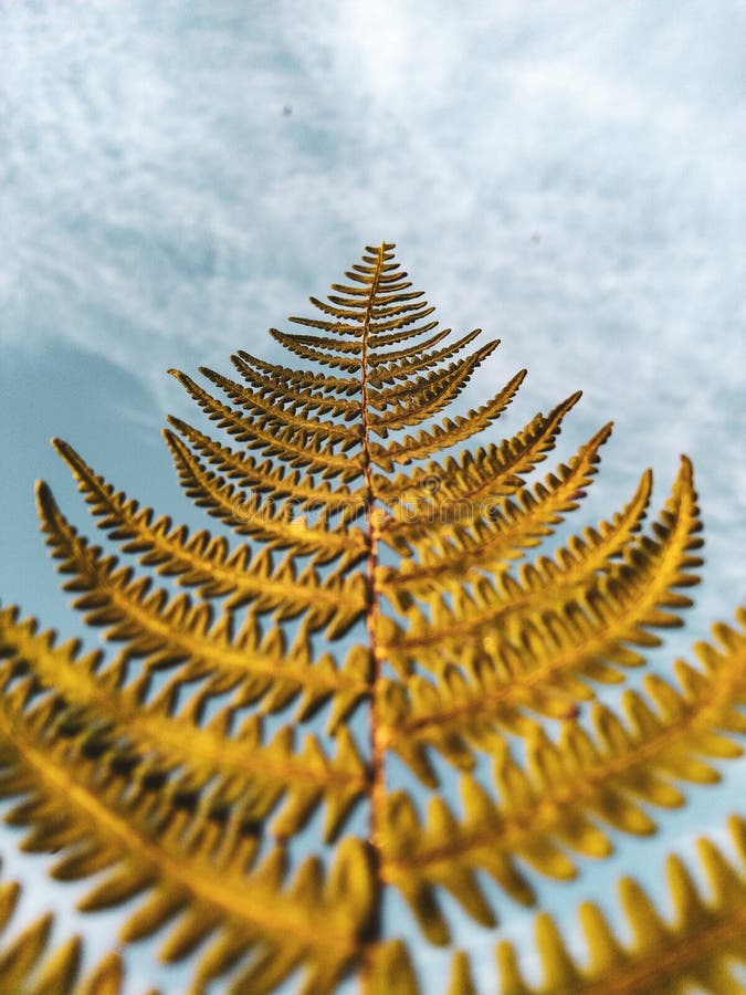 Fern stock image. Image of golden, fern, clouds, pattern - 140142491