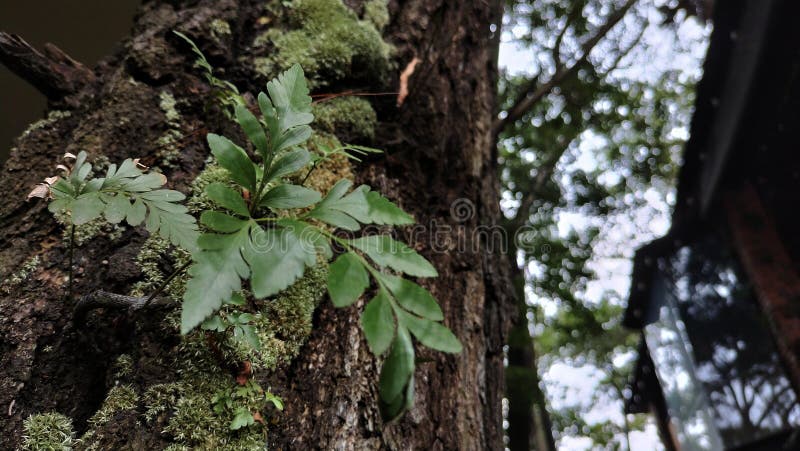 Fern in Pine Tree at the Forest Stock Photo - Image of indonesia, fauna ...