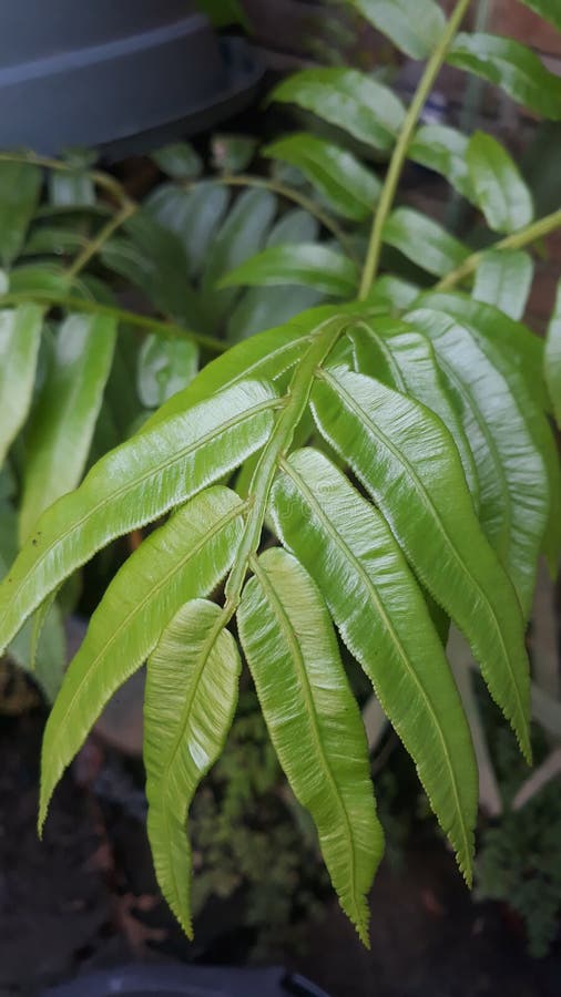 A Fern Plant Called Angiopteris Evecta Stock Photo - Image of nature ...