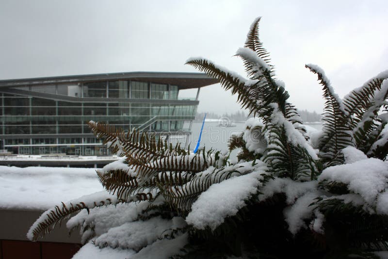 Fern Plant Covered with Snow with a Building in the Background ...